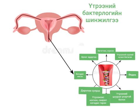 Үтрээний бактерлоги Эмэгтэйчүүдийн эмнэлэг Цогнэмэх