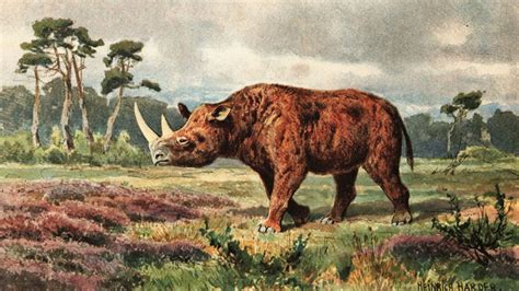 Woolly Rhino Mummy Found Preserved In Russian Permafrost After 32000