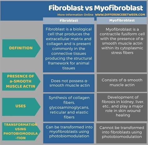 Fibroblast Vs Myofibroblast Tabular Form Biochemical Tranexamic Acid Chemical Structure