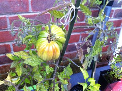 My Giant Beefsteak Tomato Plant