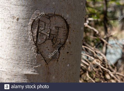 Letters Carved Into Tree Hi Res Stock Photography And Images Alamy