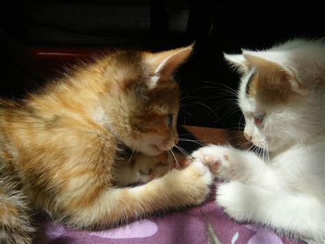 Paw Wrestling Rkittens