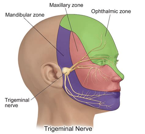 Trigeminal Nerve Diagram