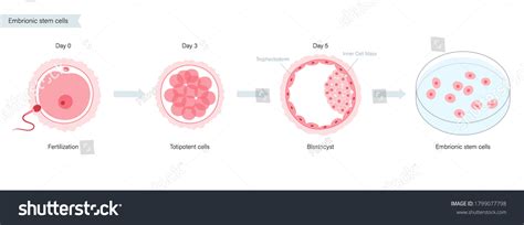 Embryonic Stem Cells Embryo Development Stages Stock Vector Royalty