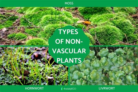 Different Types Of Non Vascular Plants With Examples Of Species
