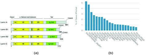 Protein Structure Of Common Lamin Outlined In [33] A And Mutations Of