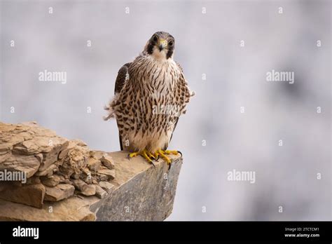 A Peregrine Falcon Falco Peregrinus Perched On A Cliff Looking