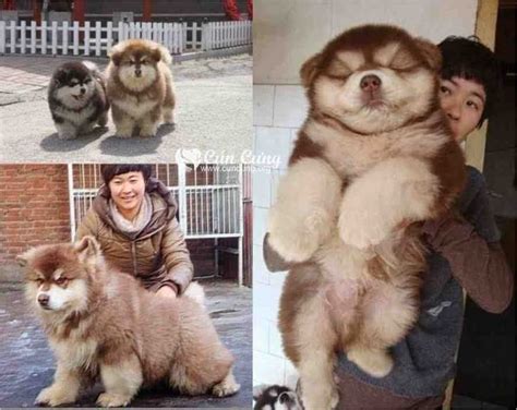Look At This Picture Of A Massive Chow Chow Siberian Husky Mix Mixed