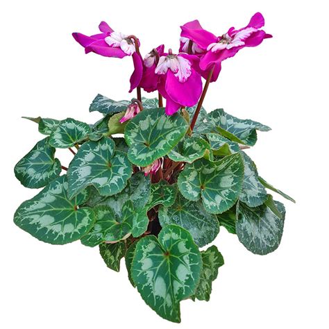 Ciklama Vrtnarstvo Golob