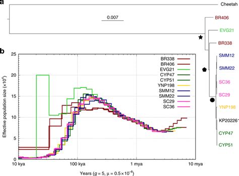 Demographic History Of Pumas A Mitochondrial Maximum Likelihood Download Scientific Diagram