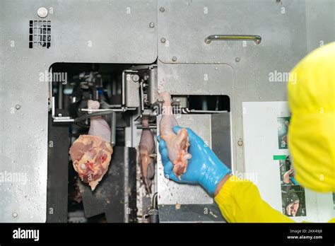 Hand Hold Chicken Leg Loading To Automate Remove Bone Machine In