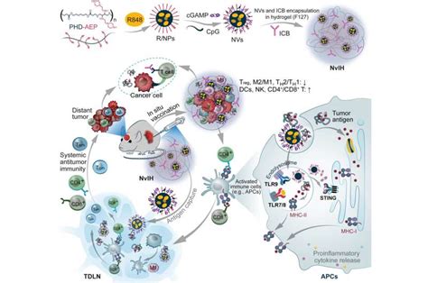 Single Dose Injectable Nanovaccine In Hydrogel For Robust Cancer Immunotherapy