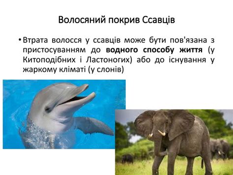 Презентація Ссавці особливості будови