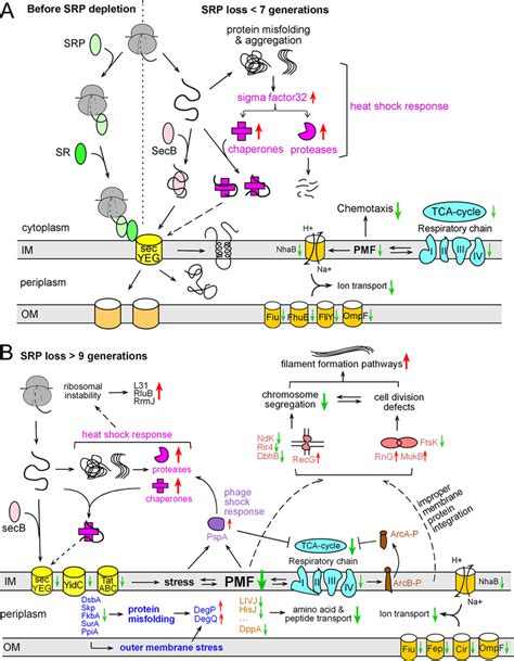 Model For The Consequences And Cellular Adaptive Responses At Various Download Scientific