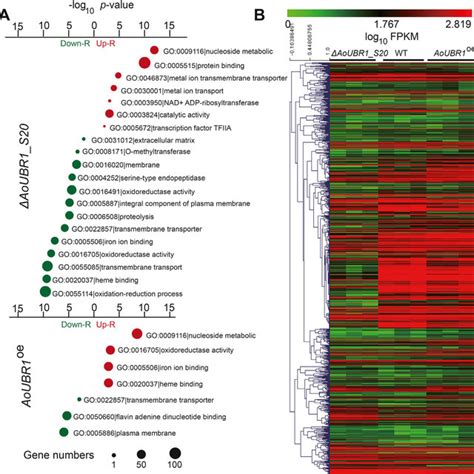 Comparative Transcriptome Analyses Of Wild Type Strain Wt Knock Out