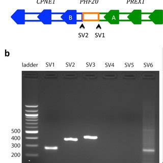 Definition Of Breakpoints And Breakpoint Strings For Intra Chromosome Download Scientific