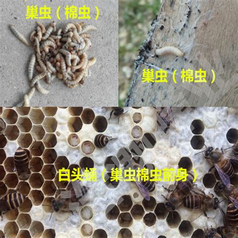蜂箱巢虫图片 蜜蜂巢虫图片 第10页 大山谷图库