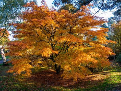 19 Beautiful Trees With Yellow Foliage Trees With Yellow Fall Leaves
