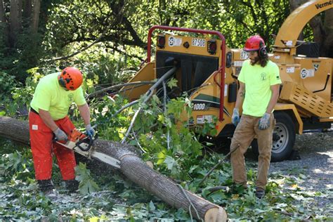 Tree Removal Service Greater Seattle Devoted Tree Solutions
