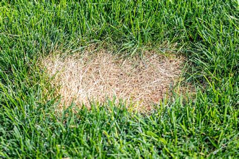 Why Is My Grass Dying In Patches