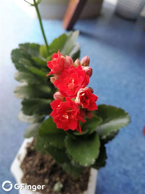 长寿花羽叶红 羽叶长寿花 长寿花羽叶珍品 第2页 大山谷图库