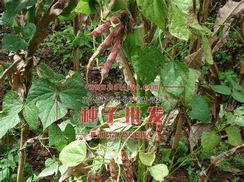 雀蛋豆图片 安雀蛋跟鹌鹑蛋 雀蛋 大山谷图库