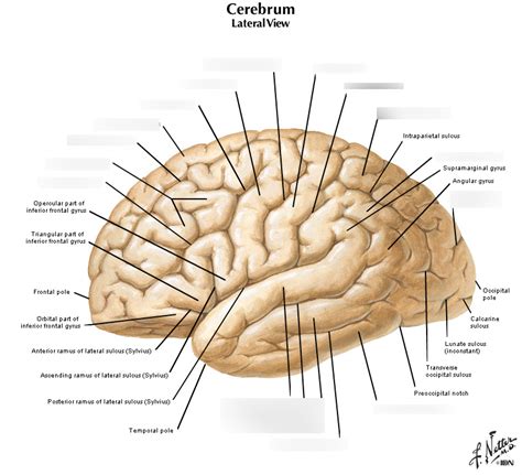 Brain Gyrus Sulci Fissures Diagram Quizlet