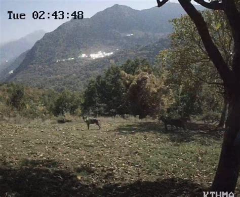 Χορεύοντας με τους λύκους έξω απ την Ελάτη Video Thenewspaper Gr