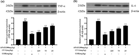 Effects Of Cf S On The Expression Of Tnf α And Il 6 In Liver Tissue By