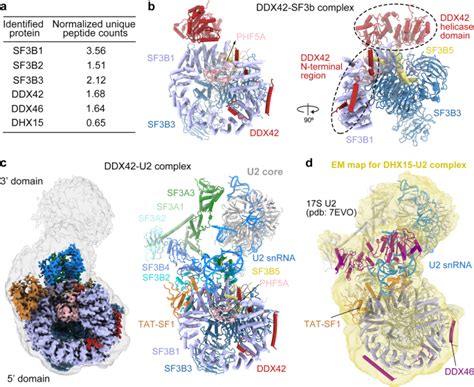 Rna解旋酶ddx42和ddx46在人u2 Snrnp组装中的机制 Nature Communications X Mol