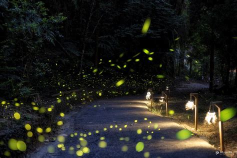 【台中】初夏夜之約！全台最美「螢河森林」秘境在這，期間限定花園野餐、夜光森林、香草手作，一日賞螢之旅簡單就達成！ 好想去喔