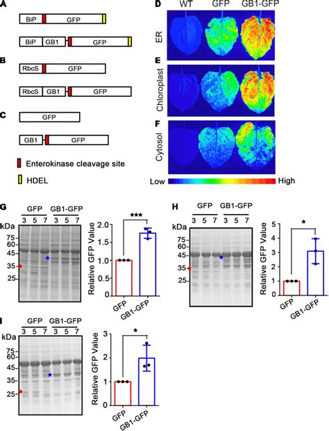 Figure 1 From The B1 Domain Of Streptococcal Protein G Serves As A