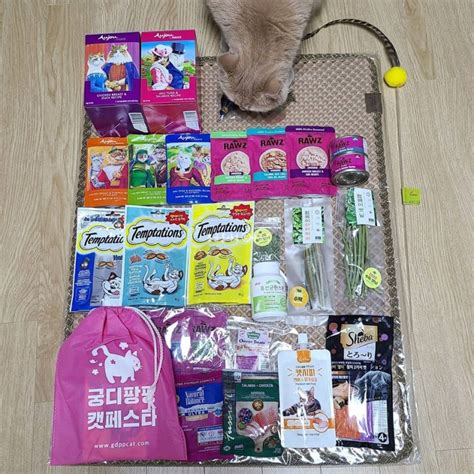 2020 궁디팡팡 캣페스타 관람후기 고양이 박람회 궁팡 네이버 블로그