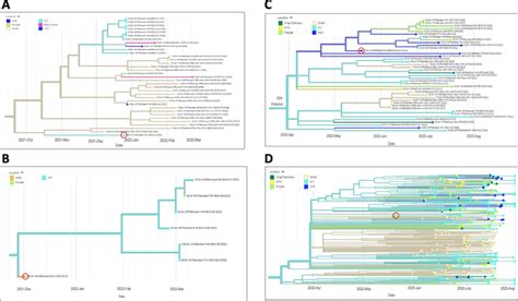 Introduction And Linkage Of Omicron Variants In Pakistan Phylogenetic