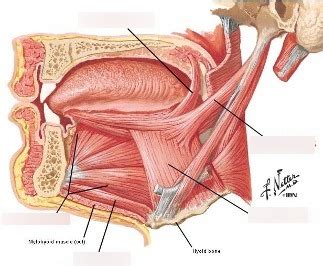 A P Slide Diagram Quizlet