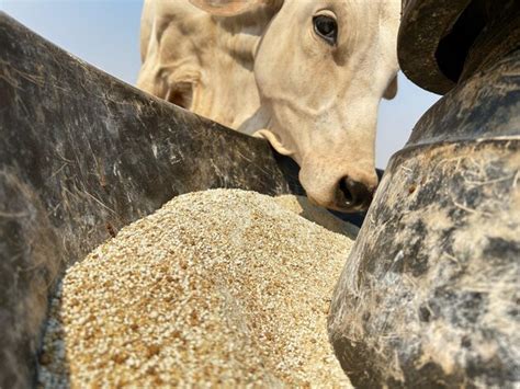 Premium Photo Protein And Energy Supplementation For Beef Cattle On