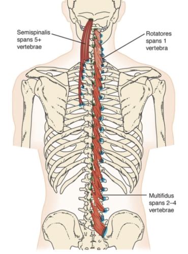 Transversospinalis Group A” Flashcards Quizlet