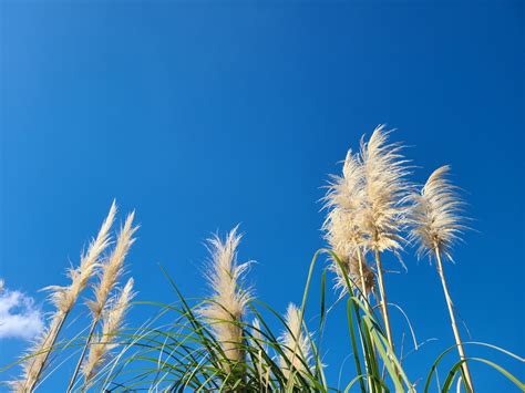 당신이 몰랐던 남성 생식기 암 음경암의 모든 것