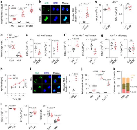 Mep Differentiation Is Biased Toward Megakaryocytes By Ahr