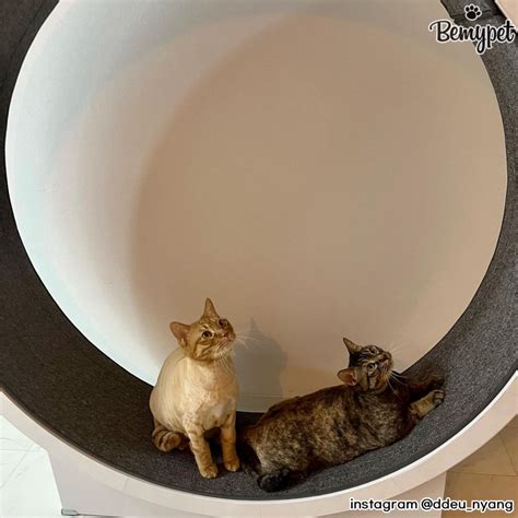 화이트톤 블랙톤 캣휠 추천 10가지 집안을 더 넓어 보이게 해줘요 비마이펫 라이프