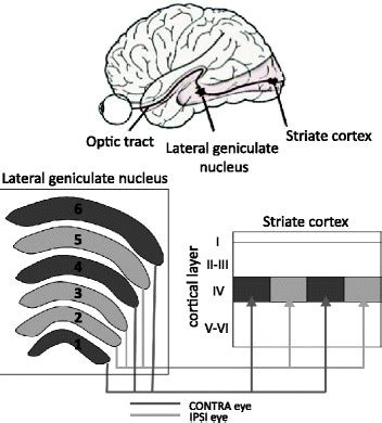 5 3 Columnar Organization Of The Striate Cortex The Structural And Download Scientific Diagram