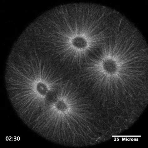 Cil 15796 Dendraster Excentricus Cil Dataset