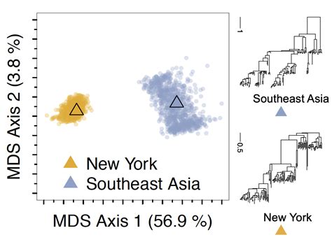 Distance Metrics For Ranked Evolutionary Trees