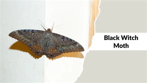 32 Types Of Moth Identification With Pictures