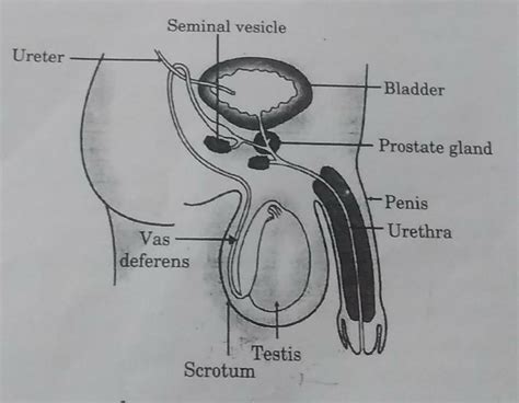 Diagram Blank Male Reproductive System Diagram And Answers