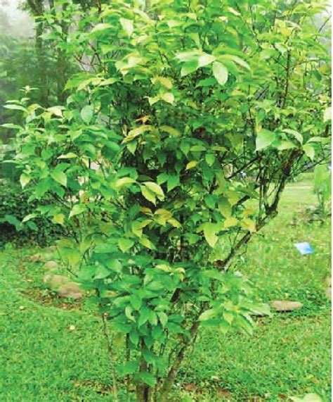 美登木 赣南木本植物图志 图片