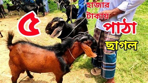 ৫ হাজার টাকায় পাঠা ছাগল পাবেন এই হাটে। কাইতলা। Youtube