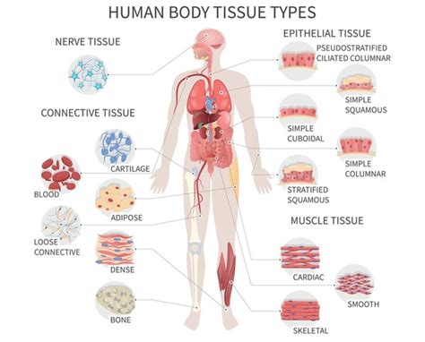Epithelial Tissue In Human Body Diagram