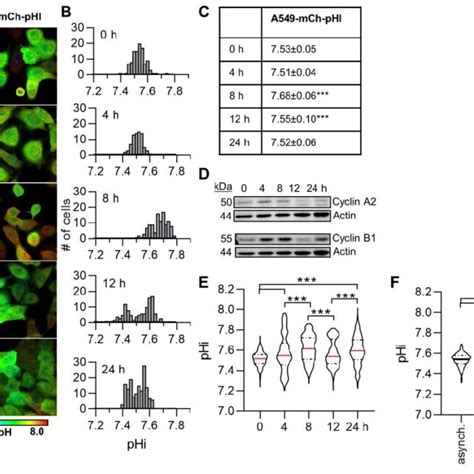Fig S3 Intracellular Ph Is Dynamic After Release From G1 In Download Scientific Diagram