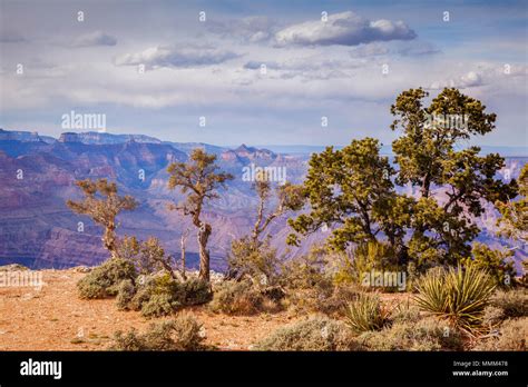 Arizona Desert Trees Hi Res Stock Photography And Images Alamy